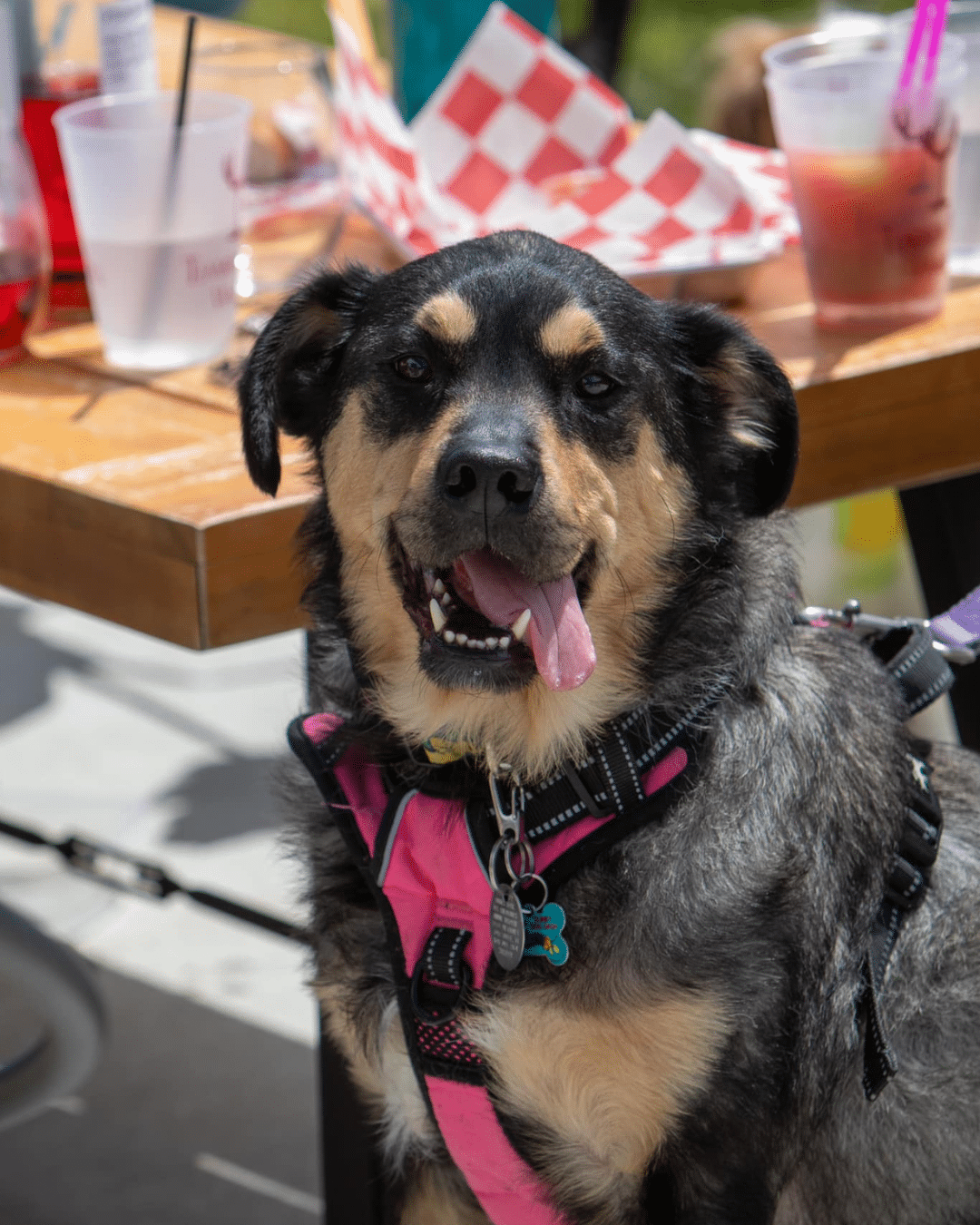 Dog Friendly Winery | Dog Days at Timber Hill